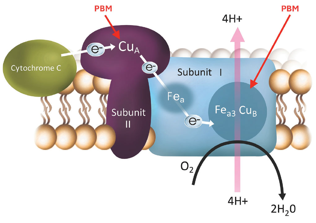 Photobiomodulation: Innovation on the Horizon for Dry AMD - Retina Today