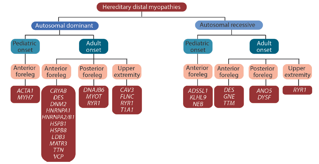 Differential Diagnosis Of Distal Myopathies Practical Neurology