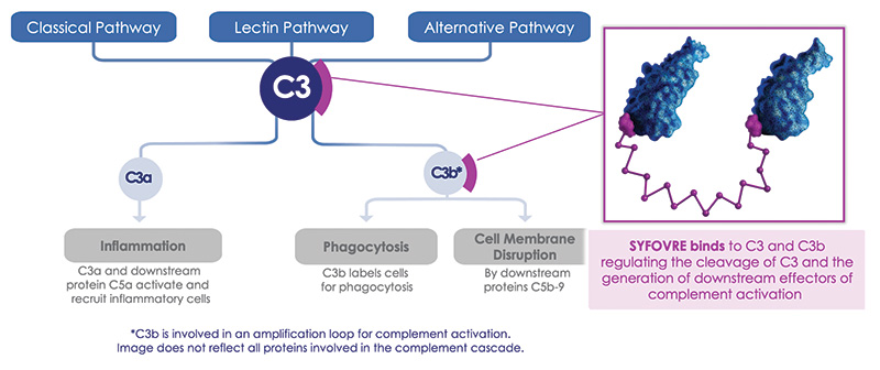 The Potential of SYFOVRE for Slowing the Progression of Geographic ...