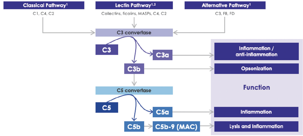 C5 Complement Case Presentation in the Real World - Retina Today